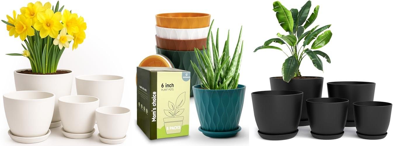 Best Plants For Pots - Top 5 Picks & Review